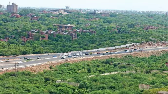 DDA Razes Down Trees - The Courts Razes Down DDA's Credibility And ...